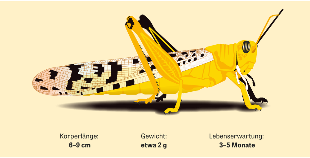 Heuschrecken: Der Schwarm | ZEIT ONLINE