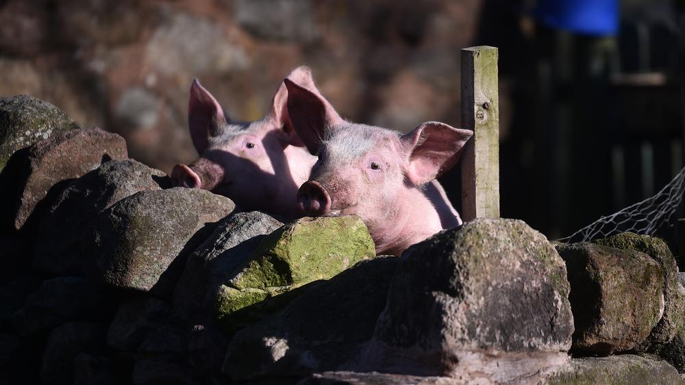 Billigfleisch: Die Fleischwende | DIE ZEIT