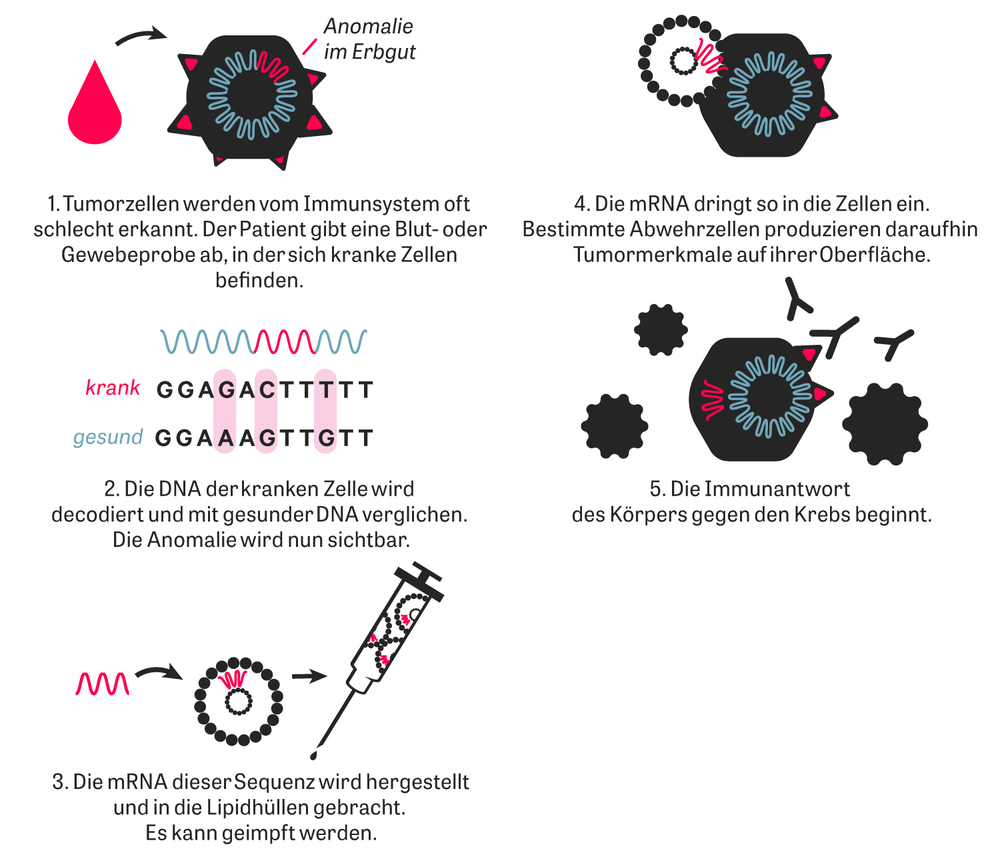 mRNA-Impfstoffe: Impfen mit Informationen – So funktioniert es | DIE ZEIT