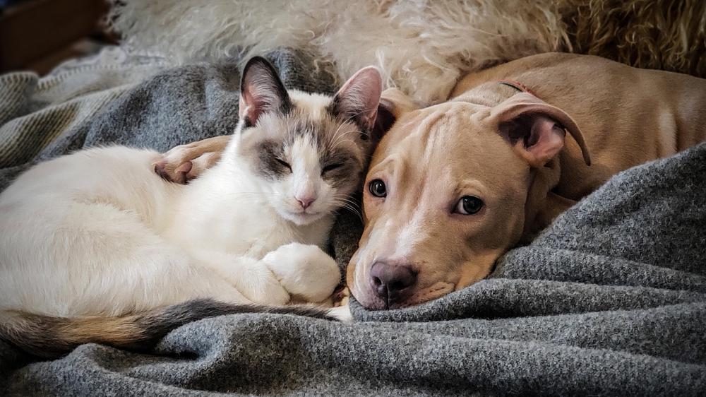 Katze Und Hund Katze Und Hund Zusammen Weihnachten Fotos Und
