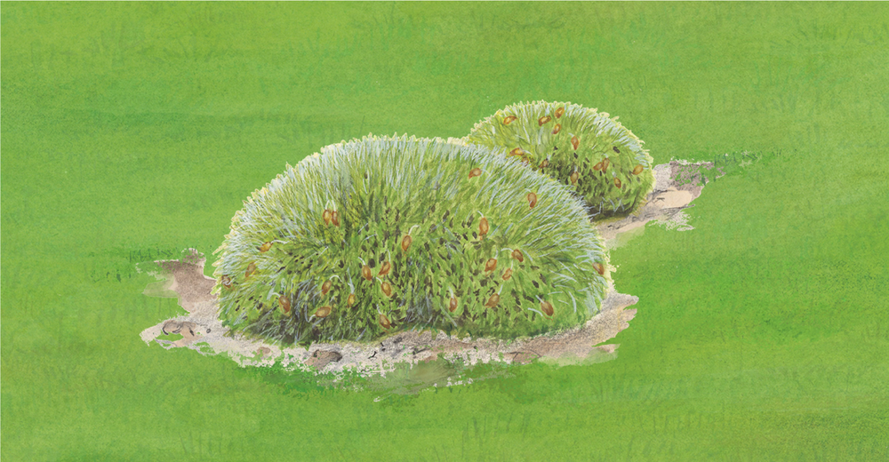 Moose: Lebenskünstler | ZEIT ONLINE