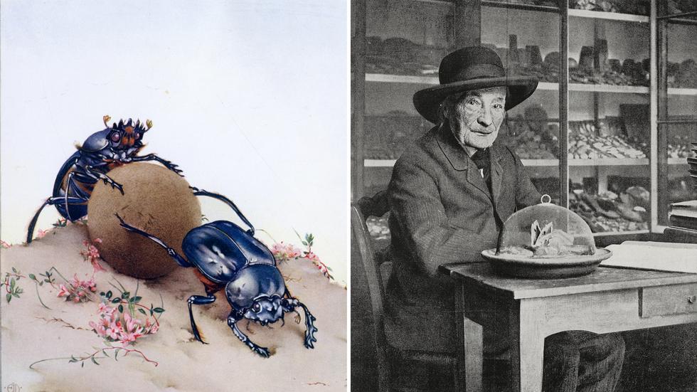 Jean-Henri Fabre: Dichter dran am Käfer | ZEIT ONLINE