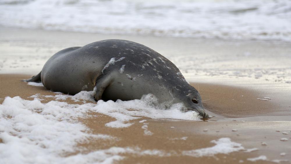 Kaspische Robbe: Fast 2.000 tote Robben am Kaspischen Meer angespült ...