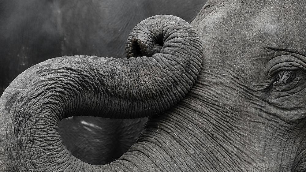 Sarah Darwin: "Mein Totemtier ist ein Elefant – leider läuft er dauernd ...