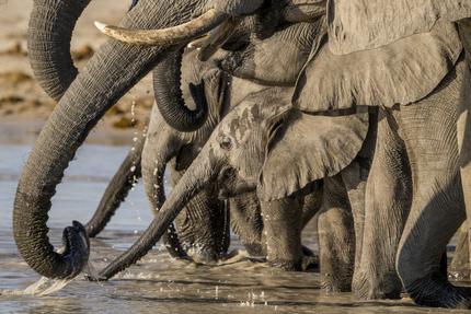 Elefant - News und Infos | DIE ZEIT