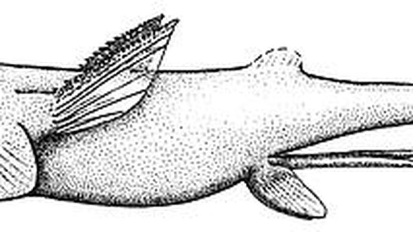 Fund im Fischschädel: Erstes Urzeit-Gehirn entdeckt | DIE ZEIT