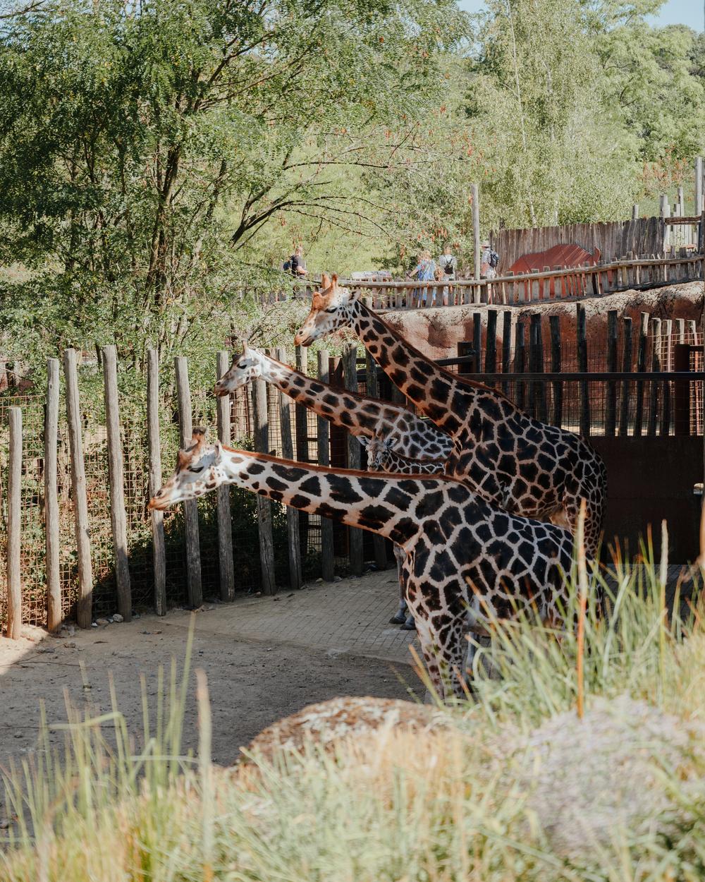 Tierhaltung: Der Zoo der Zukunft | ZEIT ONLINE