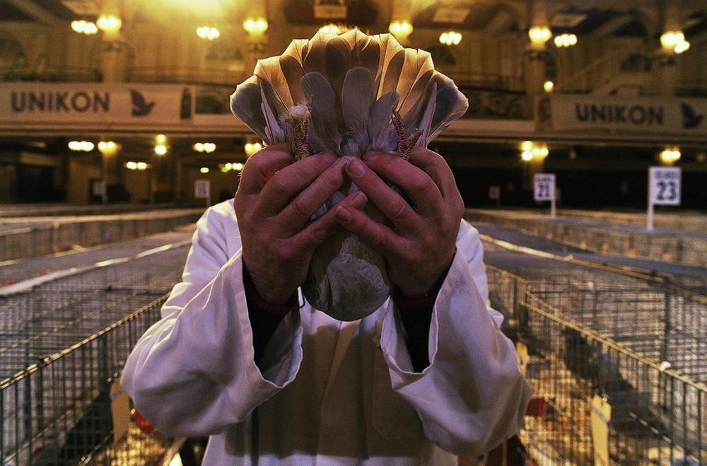 Fotostrecke: Tauben-Akrobatik am Himmel | ZEIT ONLINE