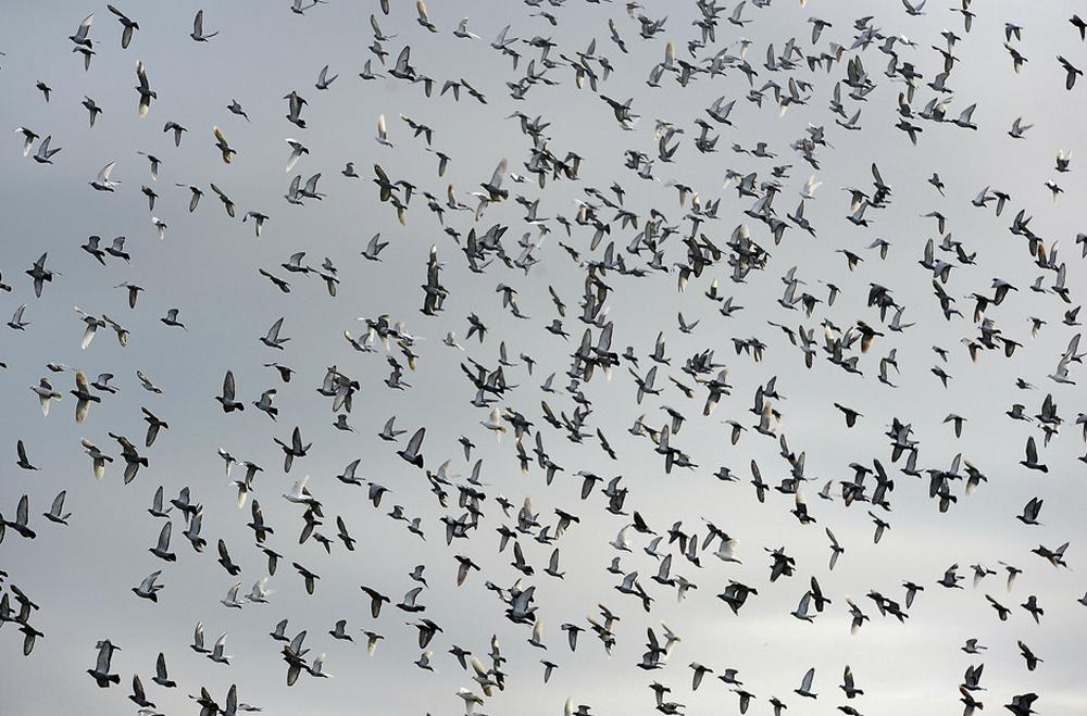Fotostrecke: Tauben-Akrobatik am Himmel | ZEIT ONLINE