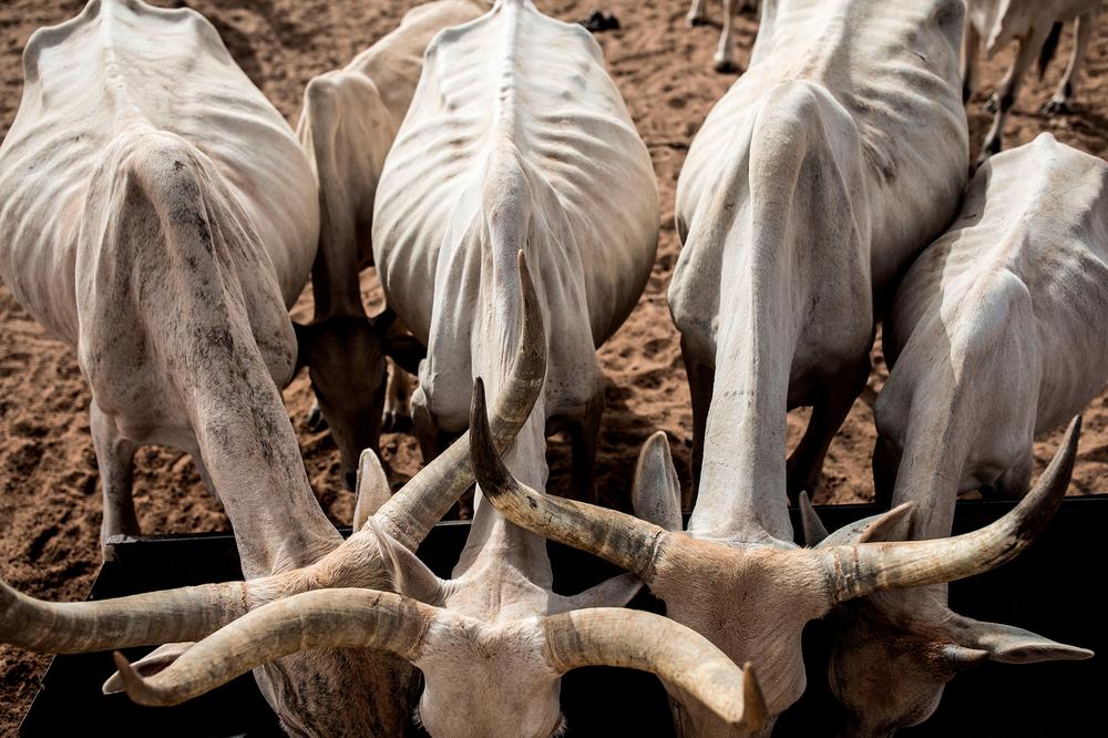Nomadenvolk: Festgehangen in Foula | DIE ZEIT