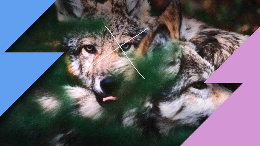 Serie: Plan D | ZEIT ONLINE