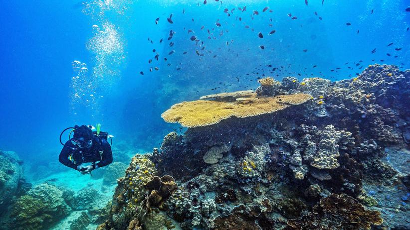 Tauchen: Sie zerstören, was sie lieben | DIE ZEIT