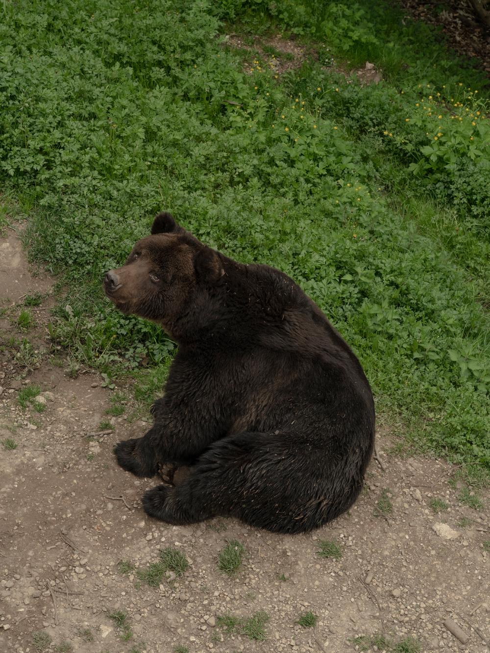 Bären im Trentino: Stämmige Pfoten, struppiges Fell, kleine braune ...