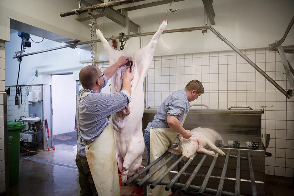 Schlachterei: Das letzte Schwein | ZEIT ONLINE