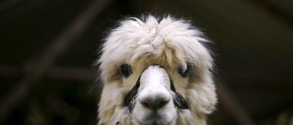 Lamas: Warum das Lama spuckt | ZEIT ONLINE