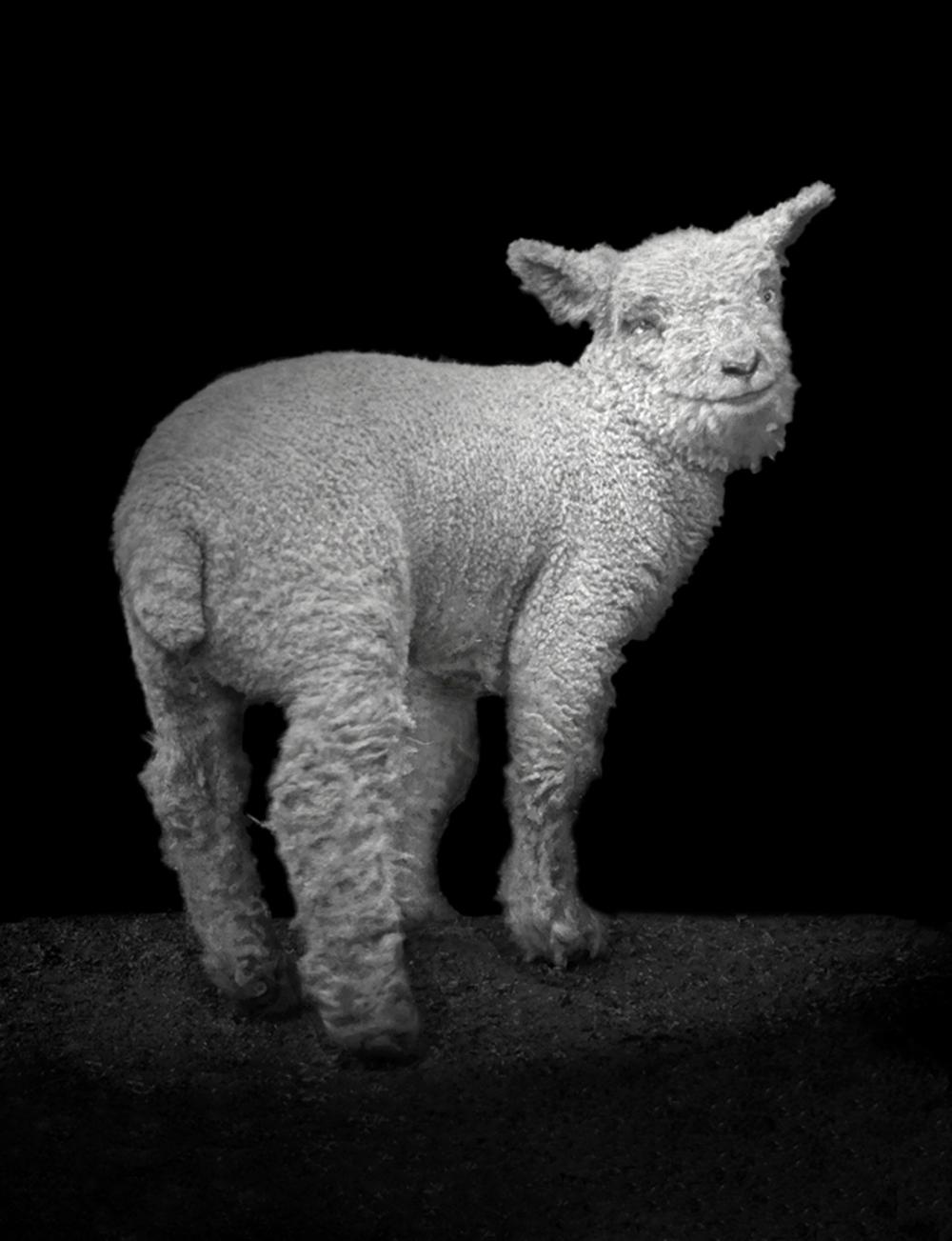 Fotobuch "Other Animals": Ich glaub, mein Schwein pfeift! | DIE ZEIT