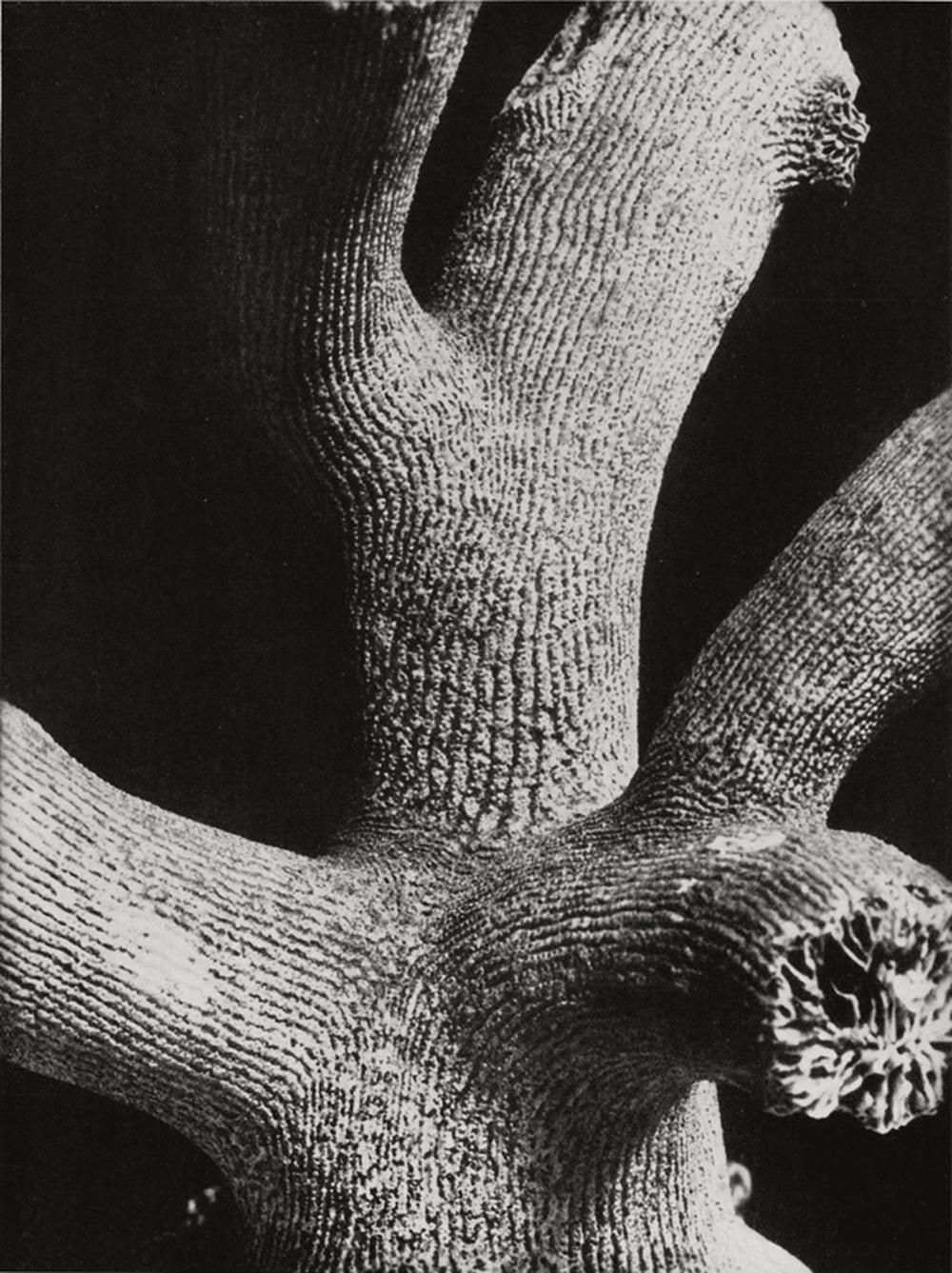 "Aenne Biermann: 60 Fotos": Was wäre aus ihr geworden? | DIE ZEIT