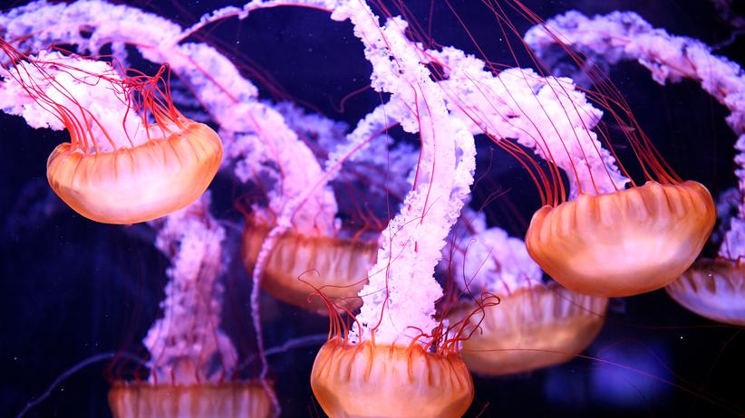 Quallen: Das kollektive Individuum | ZEIT ONLINE