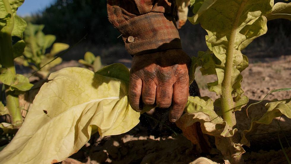 James Suzman: Weniger arbeiten, öfter faulenzen | ZEIT ONLINE