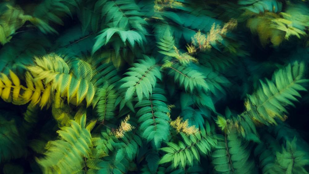 "In den Wald" von Maddalena Vaglio Tanet: Die Einsamkeit und Freiheit ...