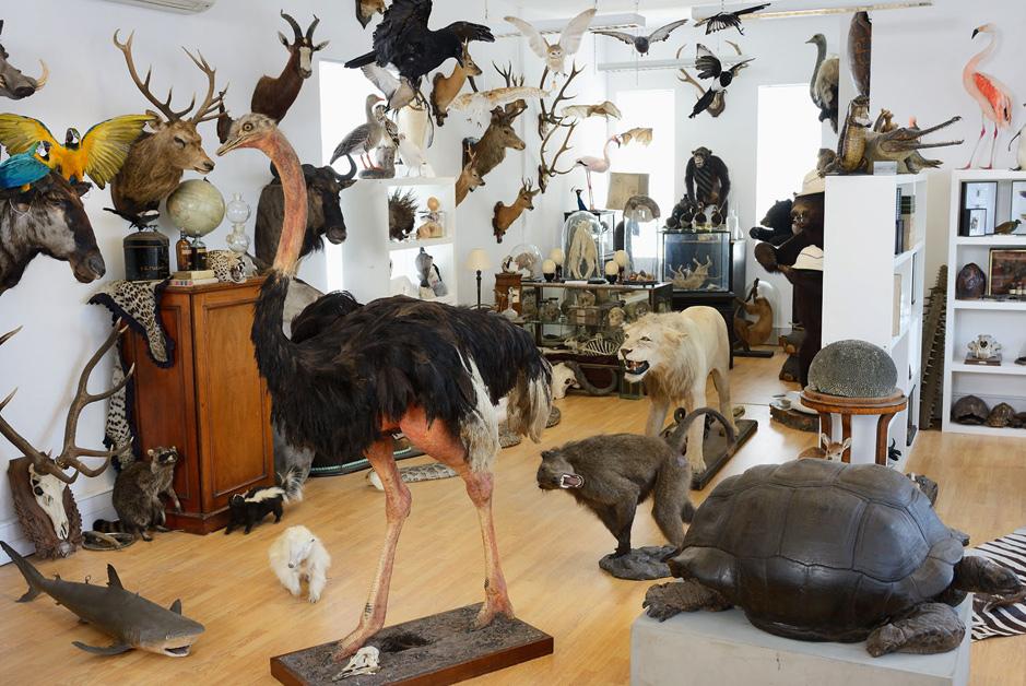 Taxidermie: Schau mir in die Augen, Kleiner! | ZEIT ONLINE