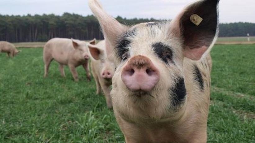 Fleischkonsum: Das Schwein bestimmt das Bewusstsein | ZEIT ONLINE