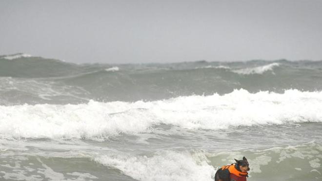 Surfende Hunde: Rekorde rund um den Sommer | DIE ZEIT