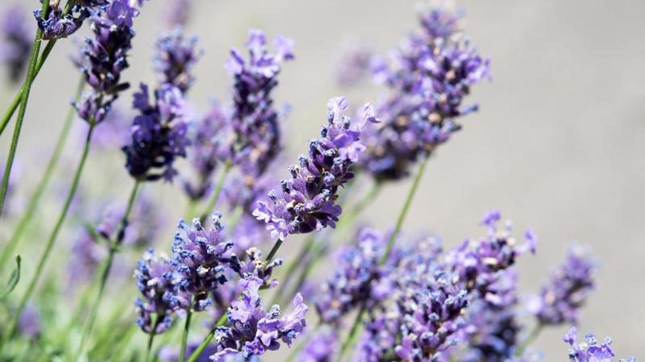 Provenzalische Blütenpracht: Diese Lavendel-Sorten eignen sich für ...