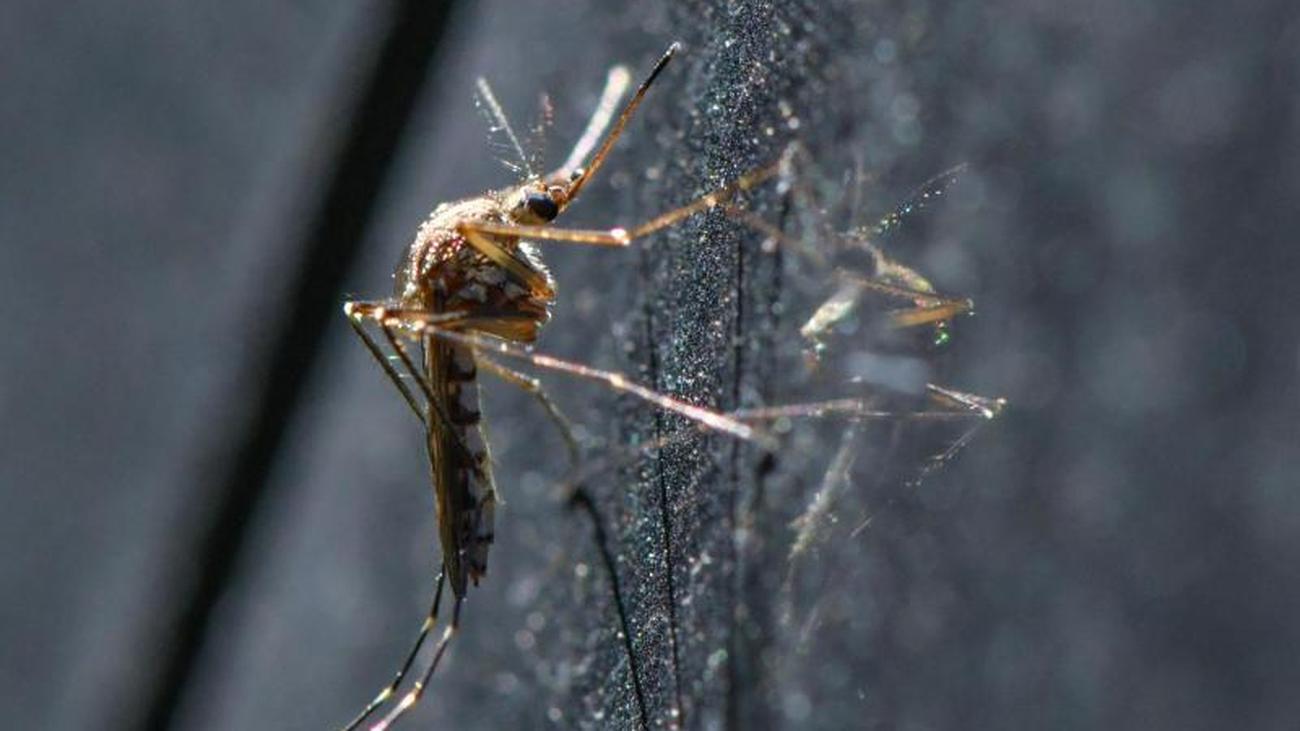 Sie stechen und stören: Viele Mücken in diesem Sommer - Ausbreitung ...