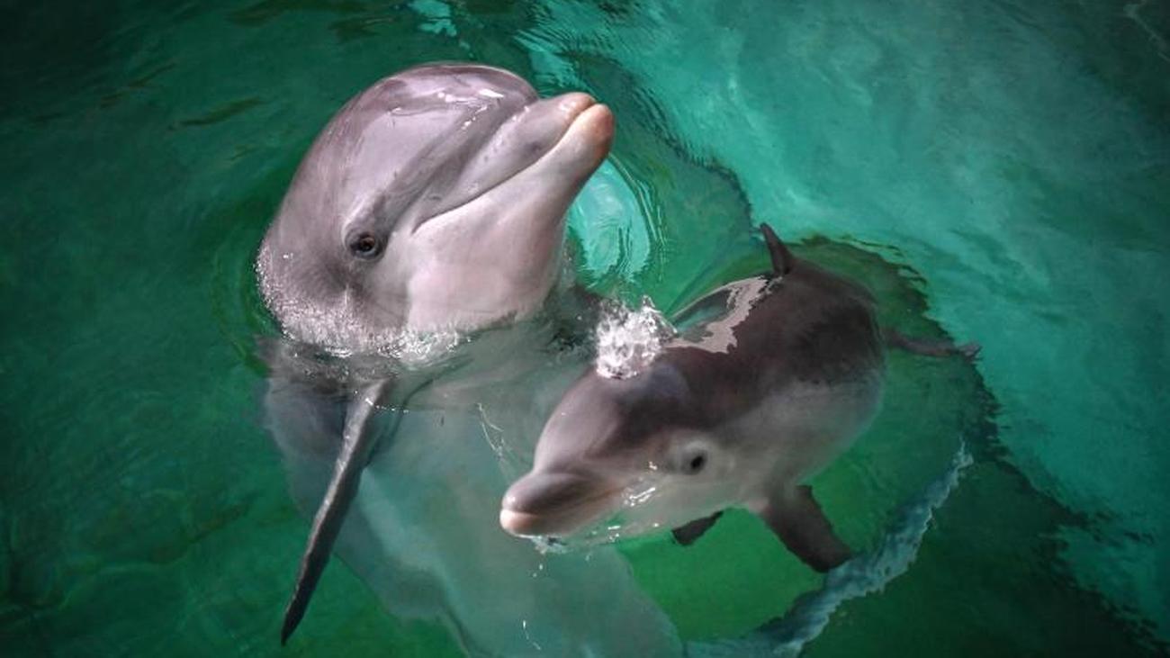 Tiere Delfin Weibchen Bringt Weibliches Jungtier Zur Welt Zeit Online