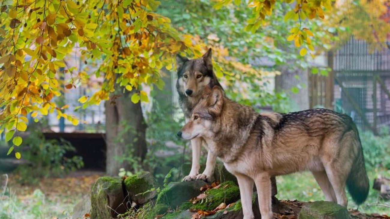 Tiere: Weiterer Wolf im Schwarzwald entdeckt | DIE ZEIT