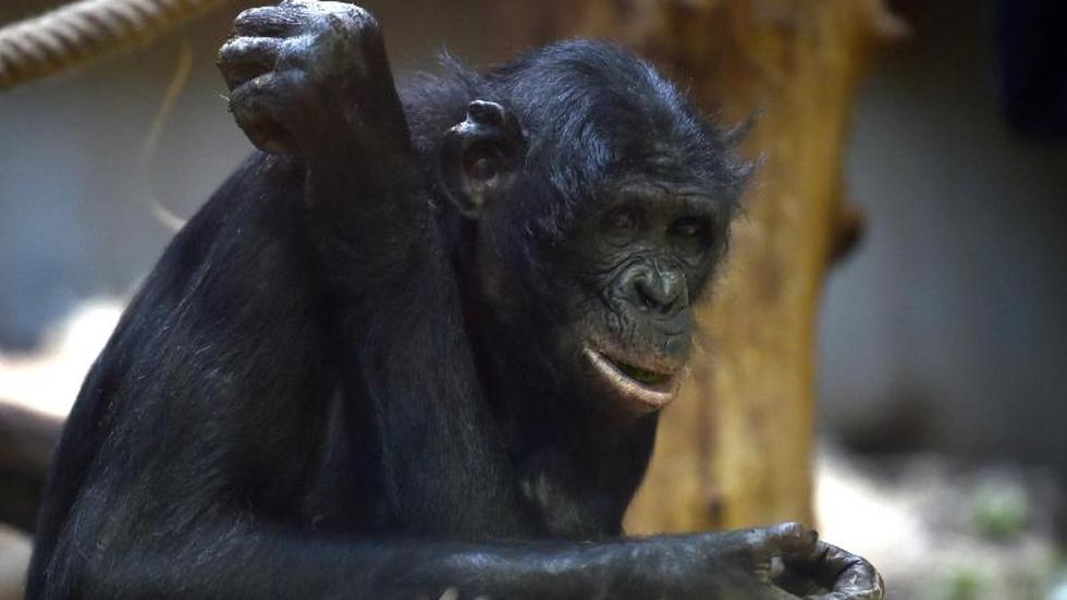 Tiere: Bonobos beißen einen ihrer Ältesten in Wuppertal tot | ZEIT ONLINE