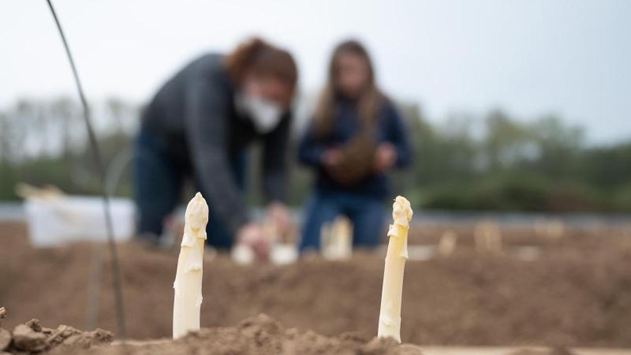 Agrar: Spargel selber stechen: Ernte bislang eher schleppend | ZEIT ONLINE