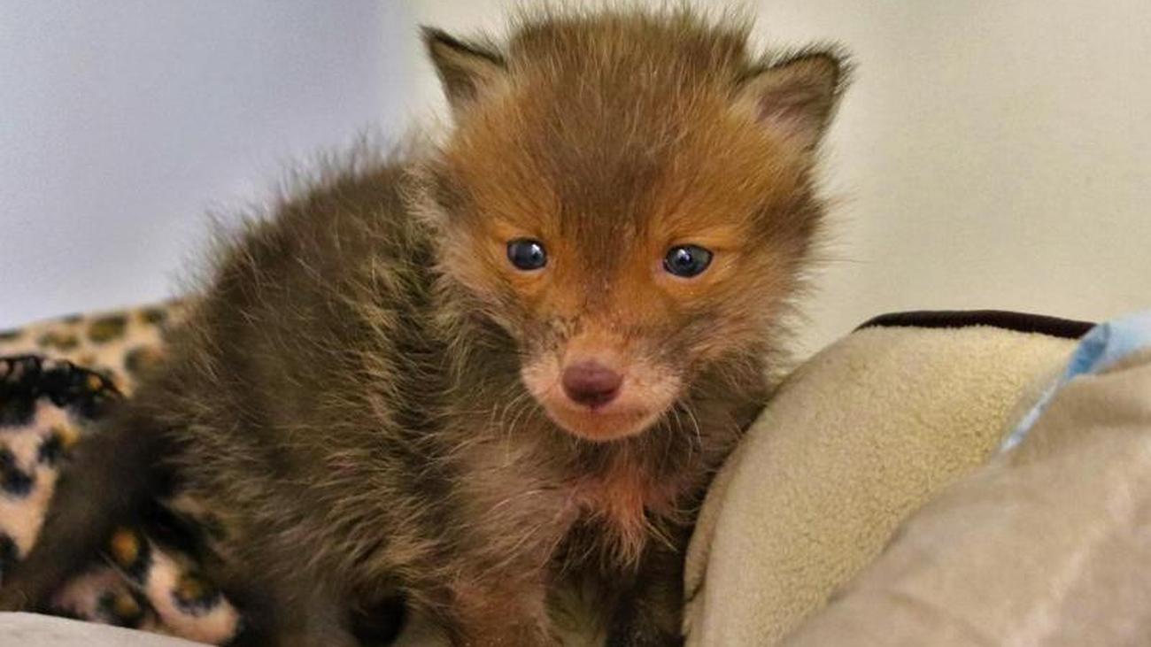 Tiere: Zwei Wochen alter Fuchs von Polizei gerettet | DIE ZEIT