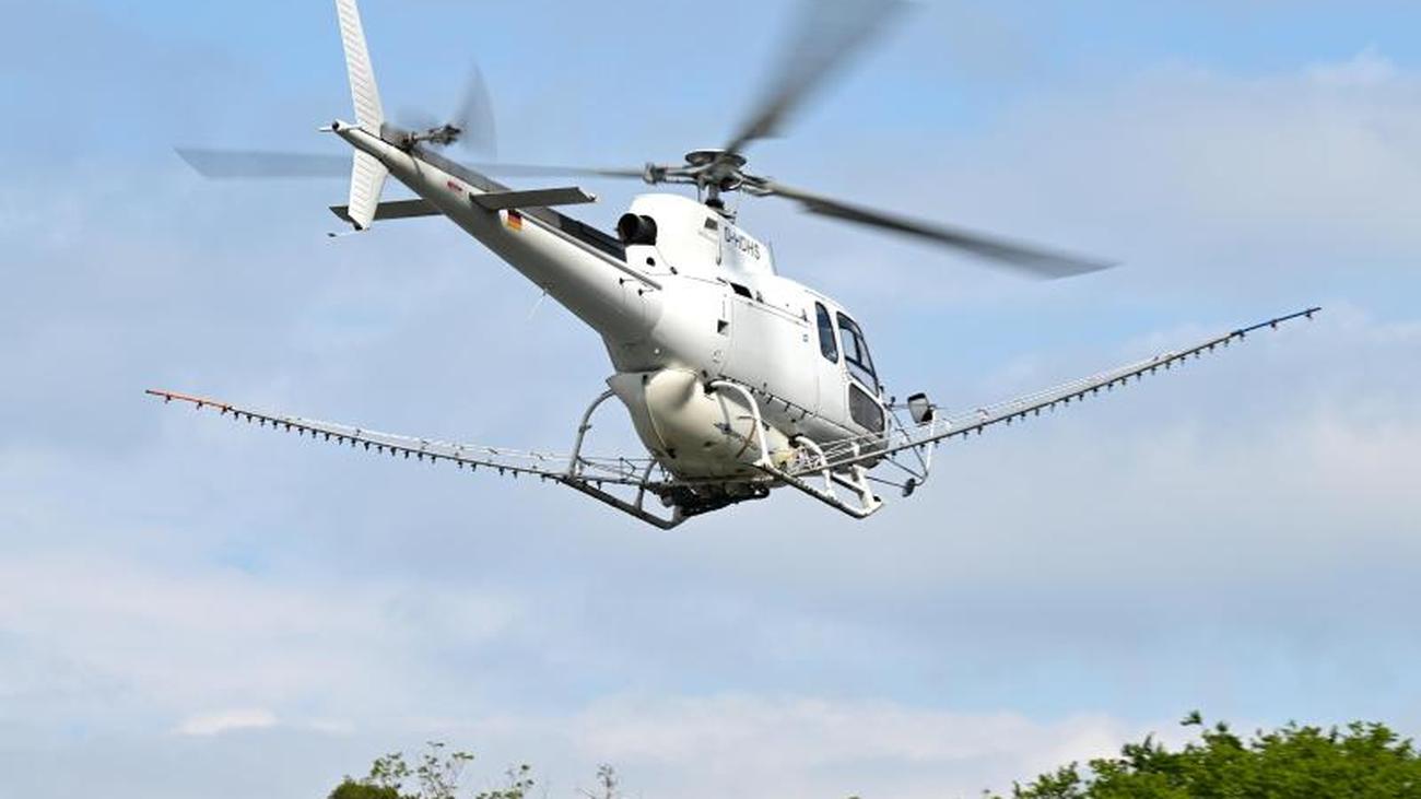 Umwelt: Frankfurt bekämpft den Eichenprozessionsspinner | DIE ZEIT