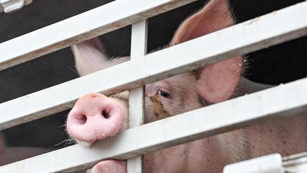 Einzelhandel: Handel setzt auf mehr Tierwohl: Abschied vom ...