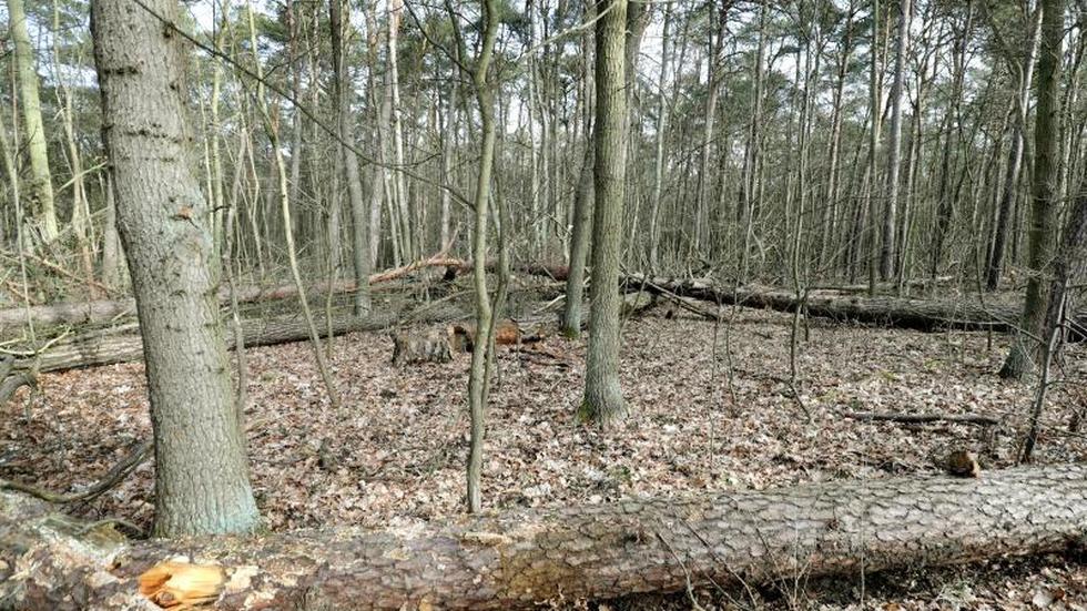 Umwelt: Mehr Totholz und besserer Schutz alter Bäume im Auwald | ZEIT ...