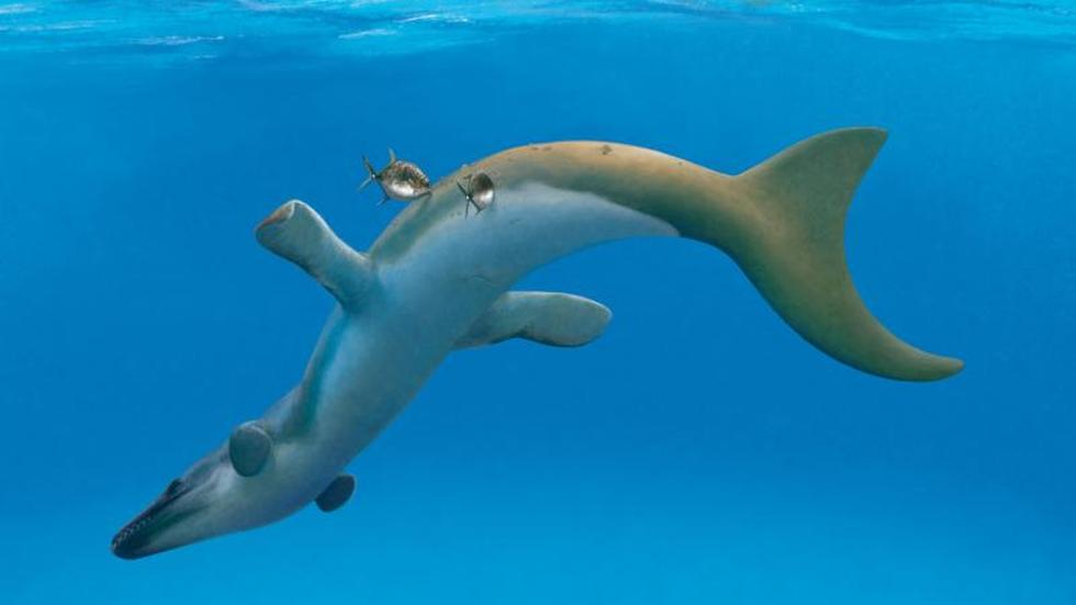 Evolution: Wie Delfine: Urzeit-Krokodile hatten glatte Haut | ZEIT ONLINE