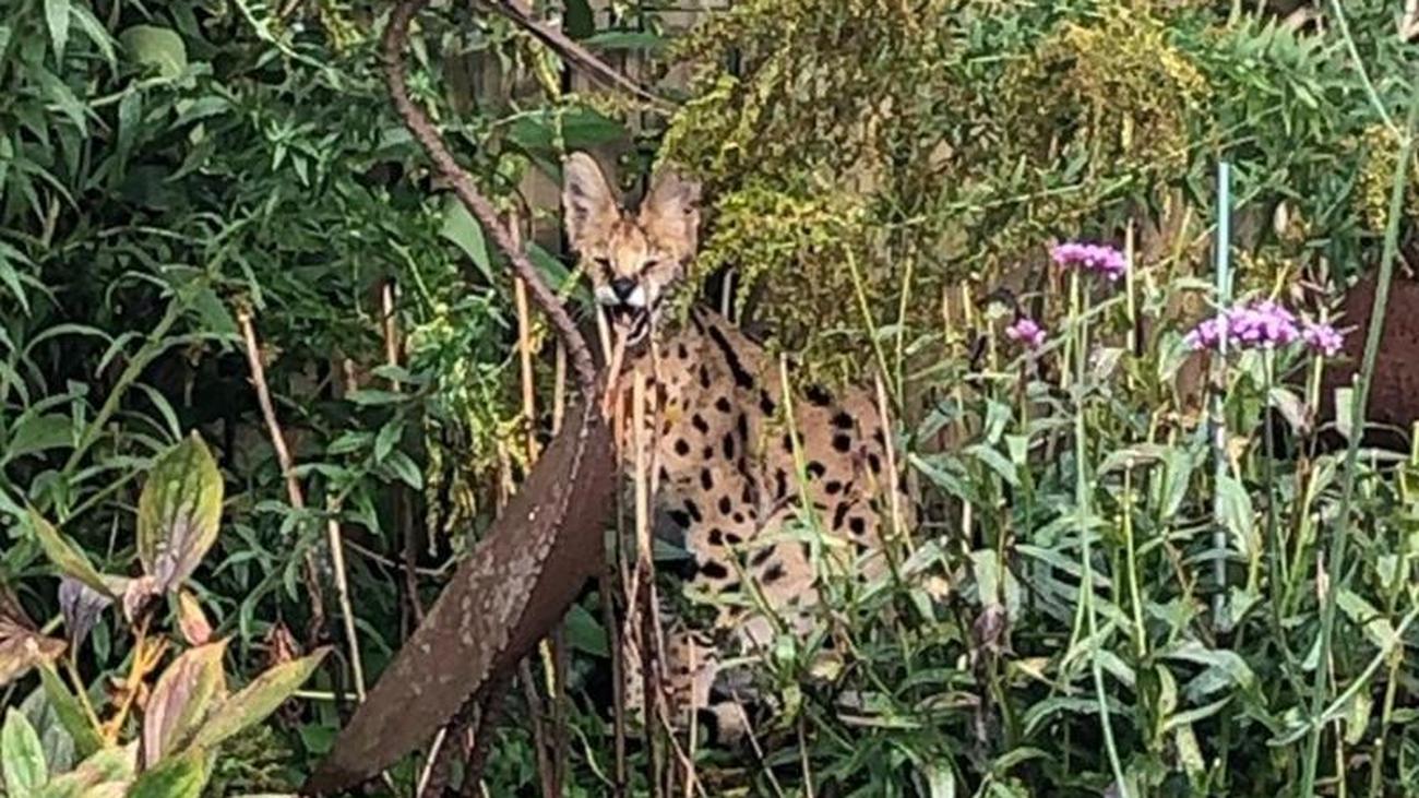Tiere: Exotische Raubkatze aus den Niederlanden tritt Heimreise an ...