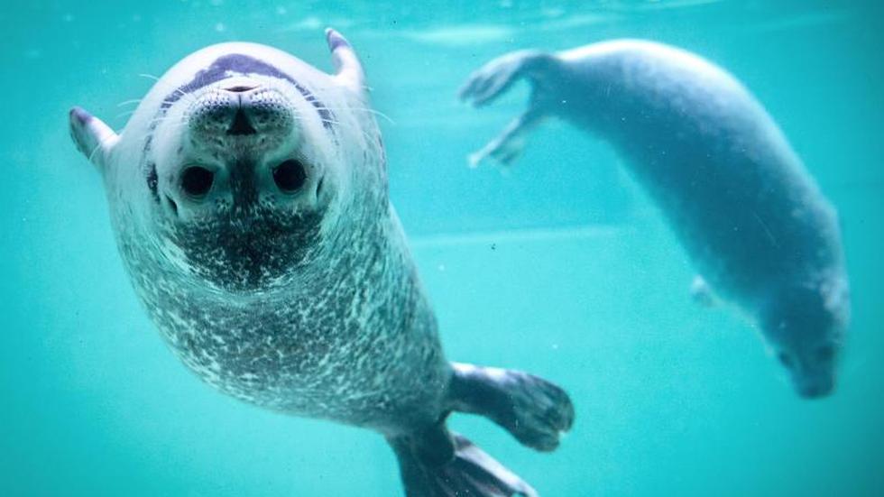 Tiere: Seehundstation blickt auf schwieriges Corona-Jahr 2021 | ZEIT ONLINE Tiere: Seehundstation blickt auf schwieriges Corona-Jahr 2021 | ZEIT ONLINE
