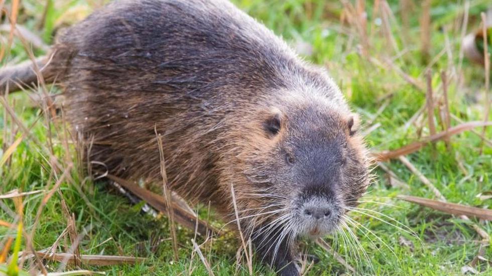 Tiere: Jäger erlegen erstmals mehr als 100.000 Nutrias | ZEIT ONLINE