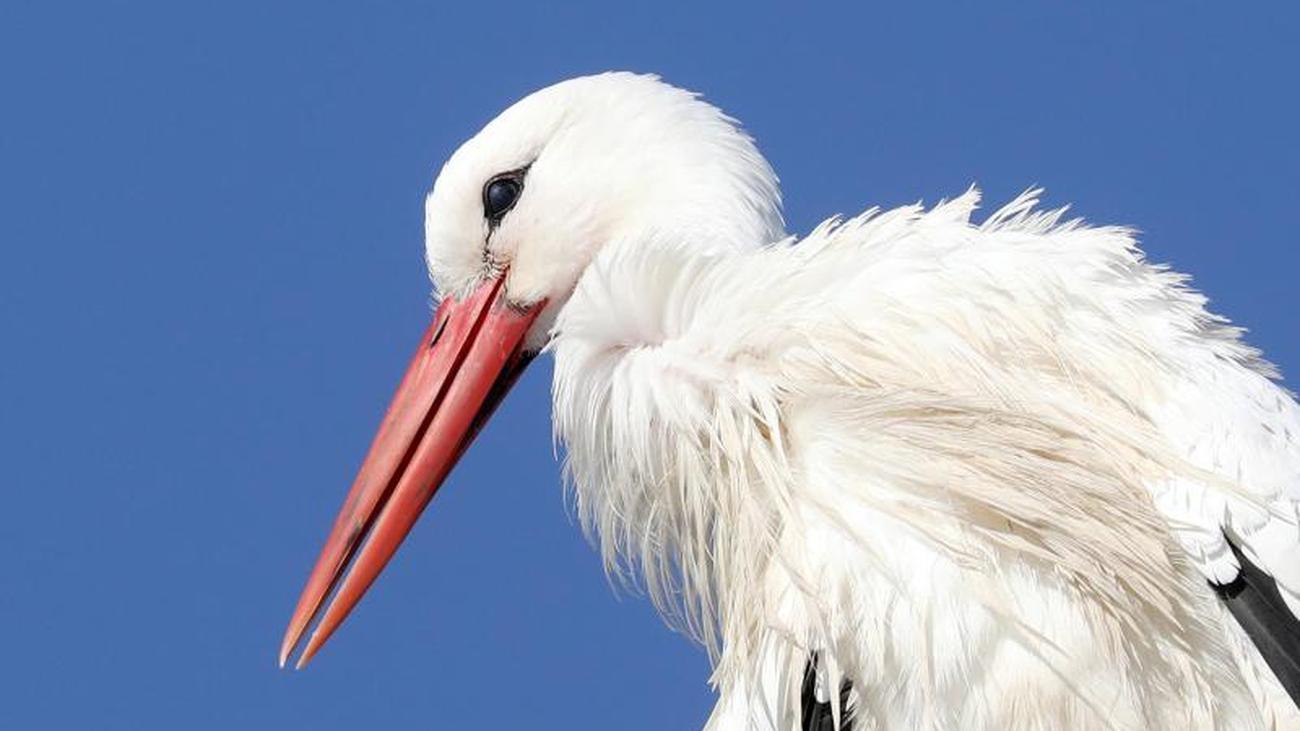 Umwelt: Erster Storch zurück: "Rückreisewelle" ab Ende März erwartet ...
