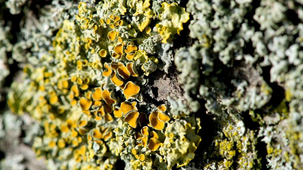Pflegetipp: Bunte Flechten an Bäumen einfach abbürsten | ZEIT ONLINE