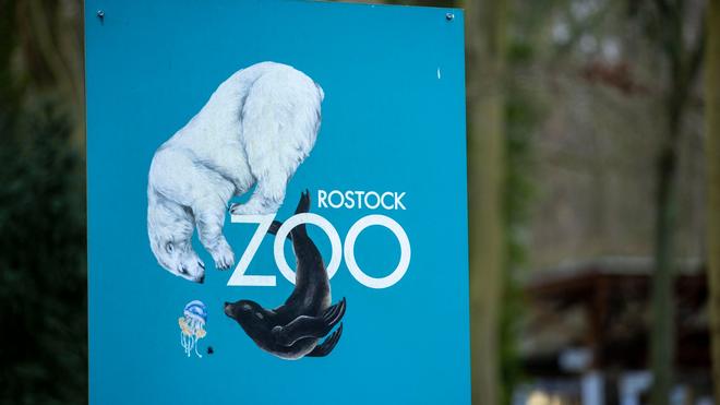 Auszeichnung: Erneute Ehrung für Rostocker Zoo: Bester Zoo Europas ...