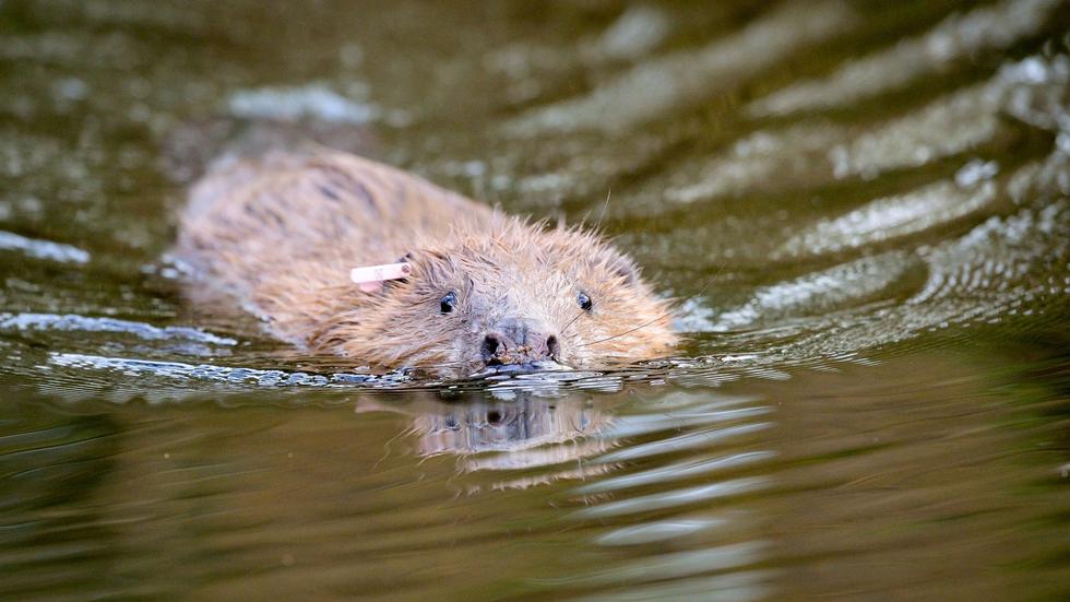 Tiere: Erste Biber seit mehr als 400 Jahren in London angesiedelt ...