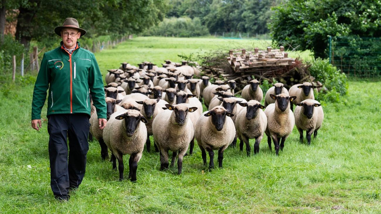 Tag der Weidetiere: Schäfer: Weidetiere leisten Beitrag zur ...