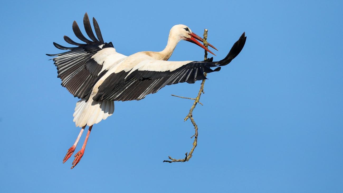 Tiere: Feuerwehr befreit Storch aus Notlage | DIE ZEIT