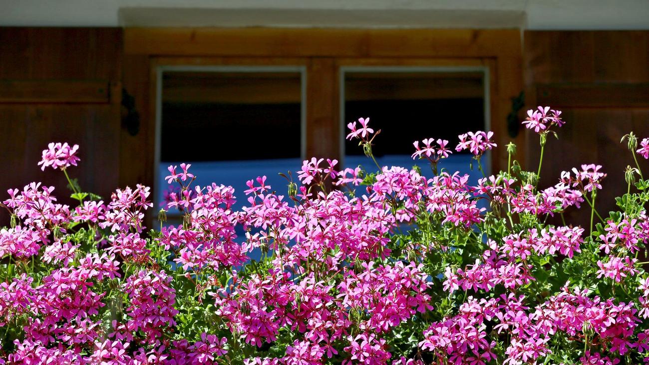 Üppige Blüte: So gedeihen Geranien prächtiger | ZEIT ONLINE