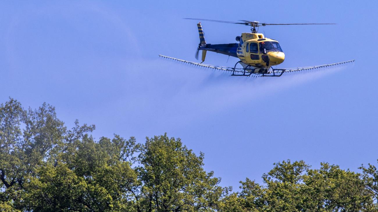 Tiere: Per Hubschrauber gegen den Eichenprozessionsspinner im Land | ZEIT ONLINE