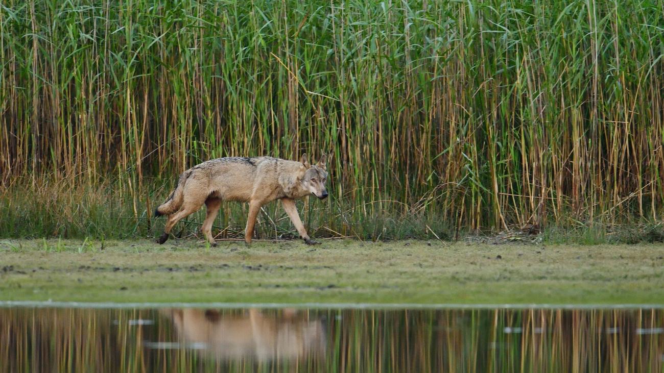 Umweltministerium: Untersuchung bestätigt neuen Wolf im Schwarzwald ...
